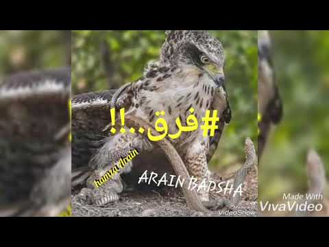 ARAIN CAST - YouTube