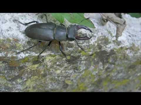 Il cervo volante.avi - YouTube