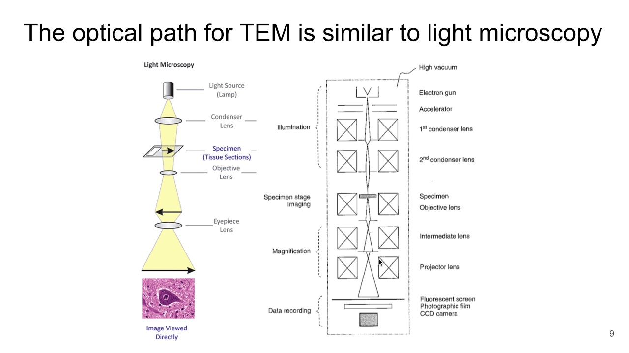 MSE 585 F20 Lecture 19 Module 4 - Comparing TEM to Other Microscopes ...
