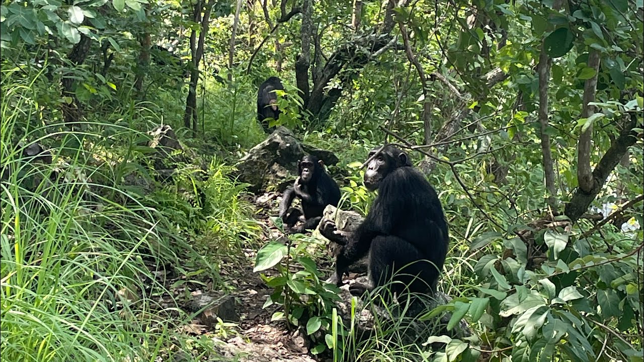 Chimpanzees in their natural habitat - YouTube