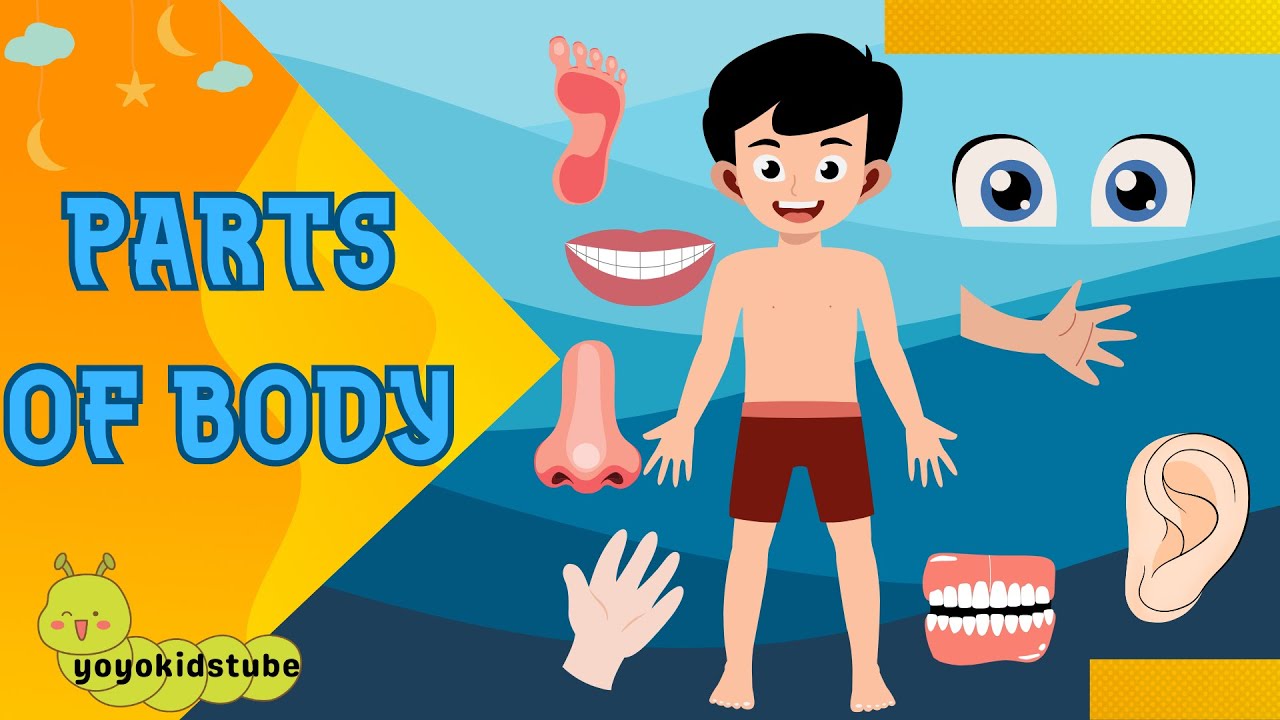 Learn Parts of Body Names | Body Parts Names for Kids | Human body ...