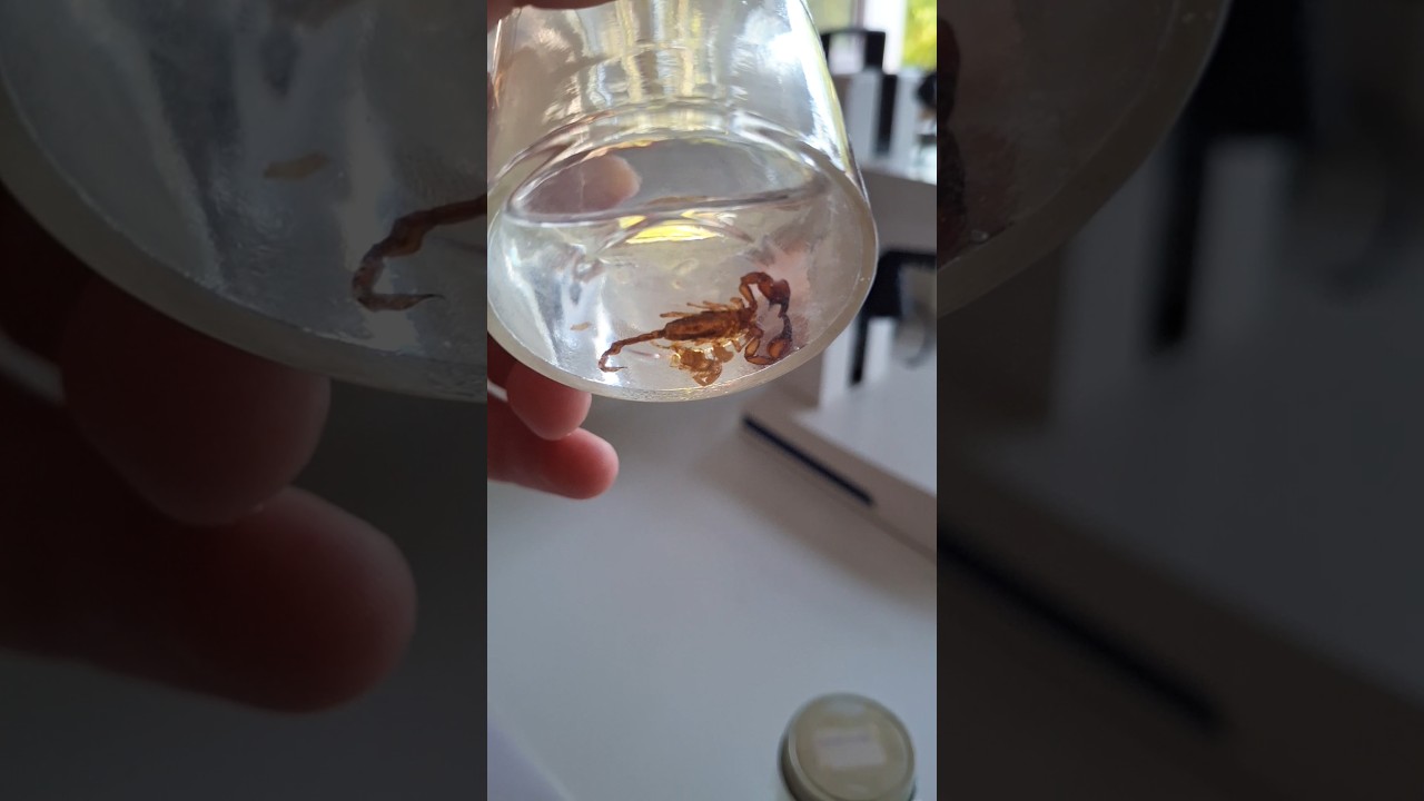 ζωάκια - έντομα σε εργαστηριο εντομολογιας #insects - YouTube