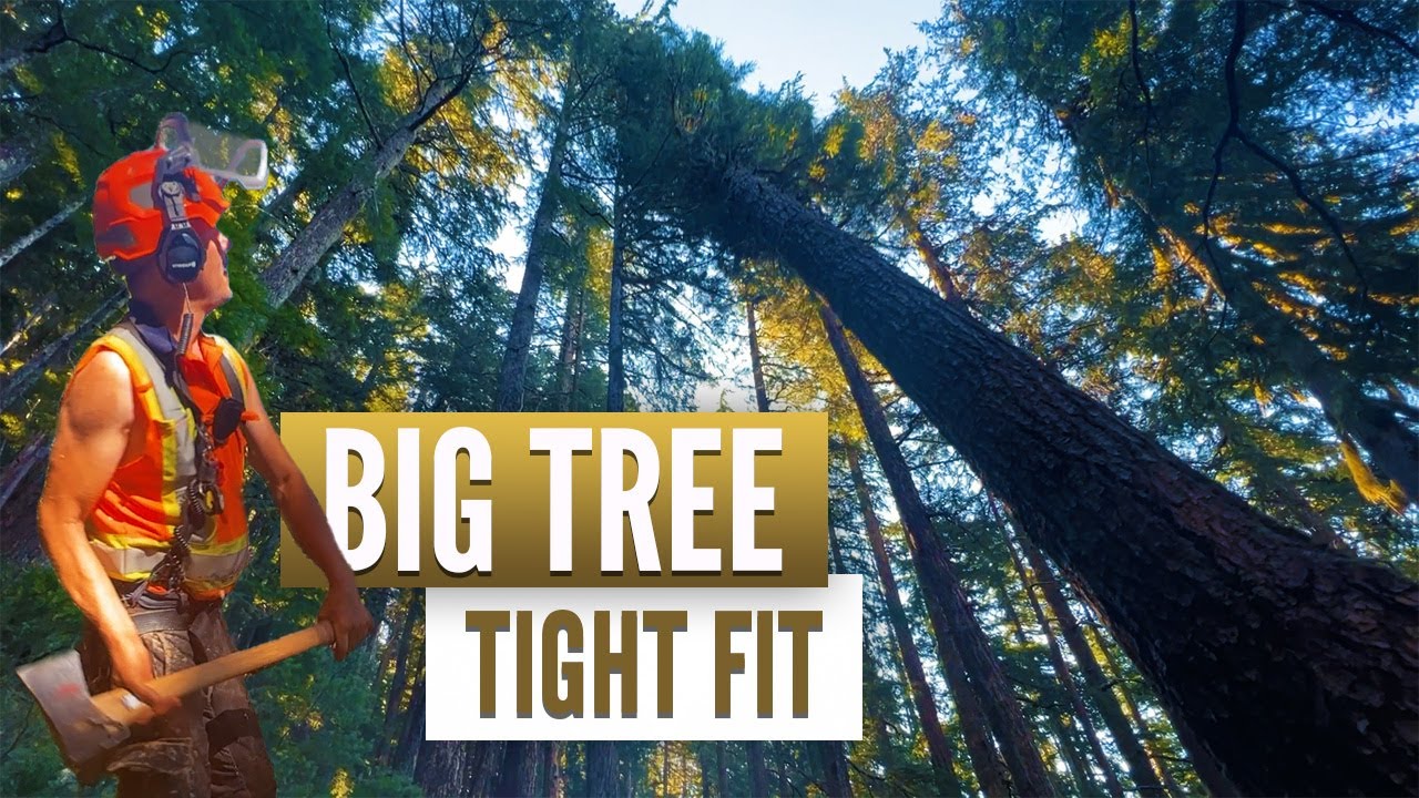 New heli-logging block | Opening up the bottom line - YouTube