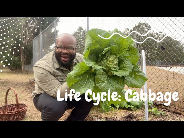 Cabbage Plant Stages