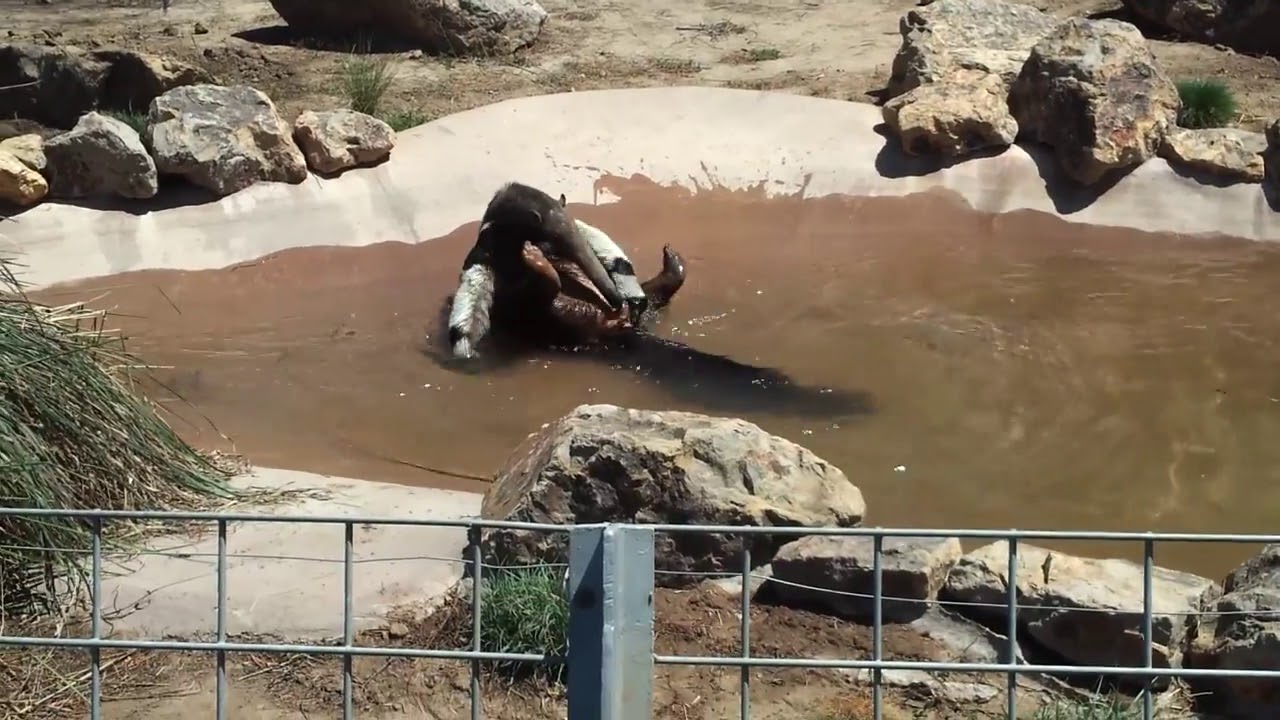 Santa Ana Zoo Anteater Plays in the Water - YouTube