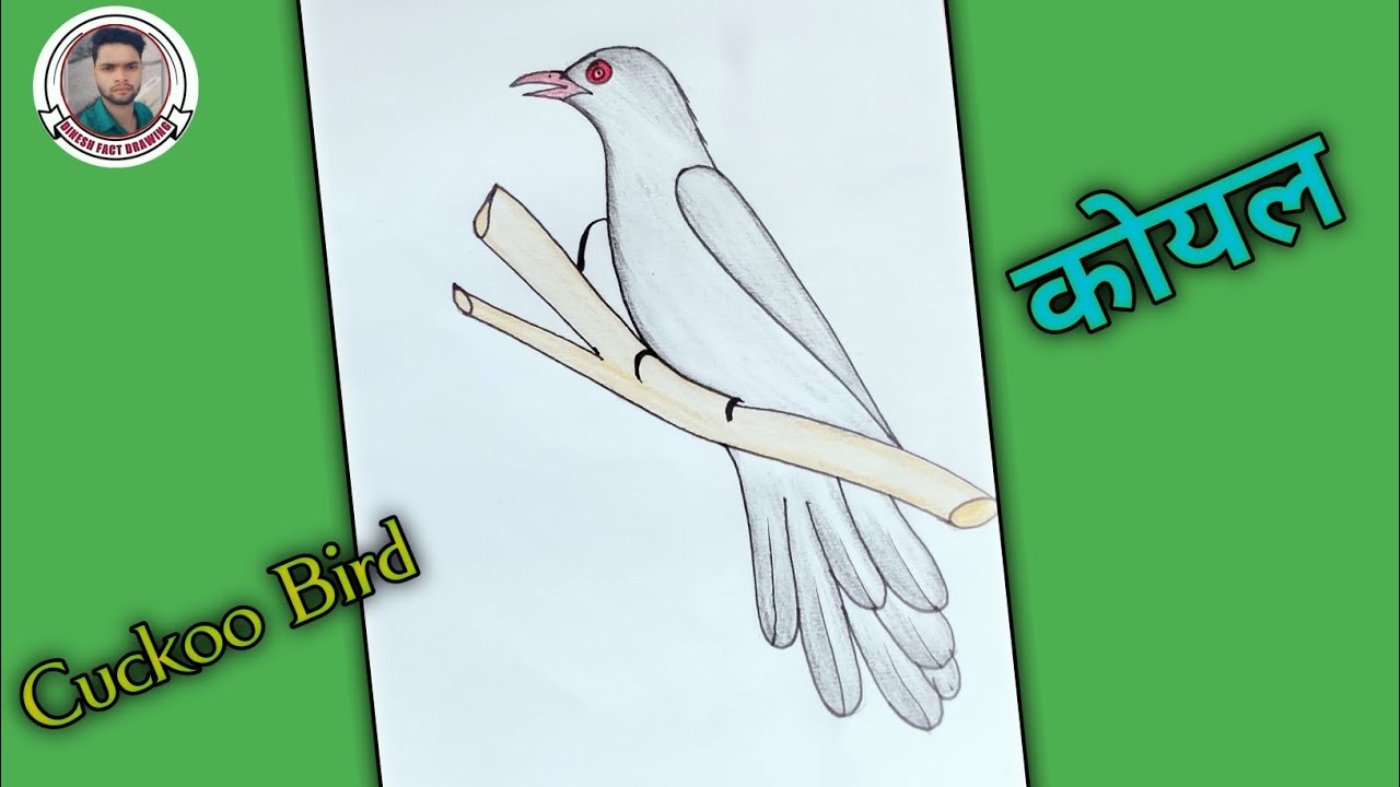 How To Draw A Beautiful Koyal Bird Pencil Sketch Colour Step By Step