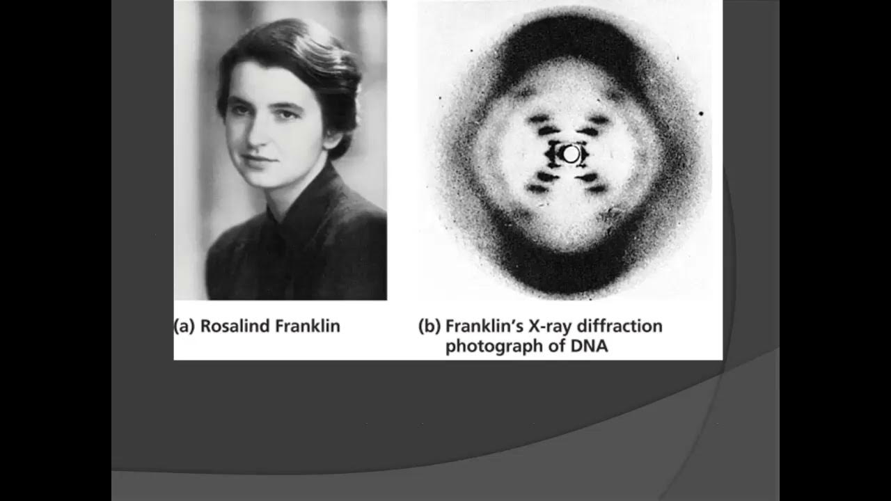 Lecture 20 Part 1 DNA replication - YouTube