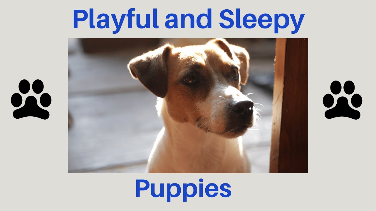Playful and Sleepy Puppies - YouTube