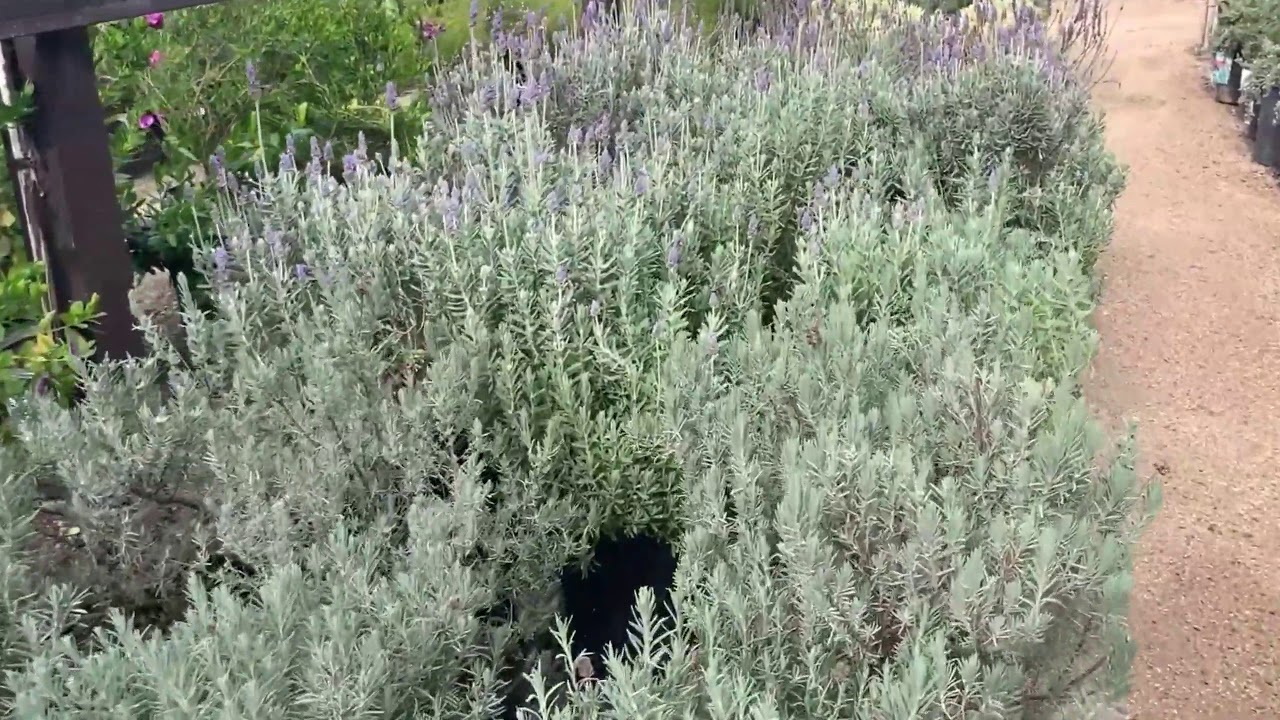 Fidanishte me lule, bimë mjekësore dhe pemë dekorative - YouTube