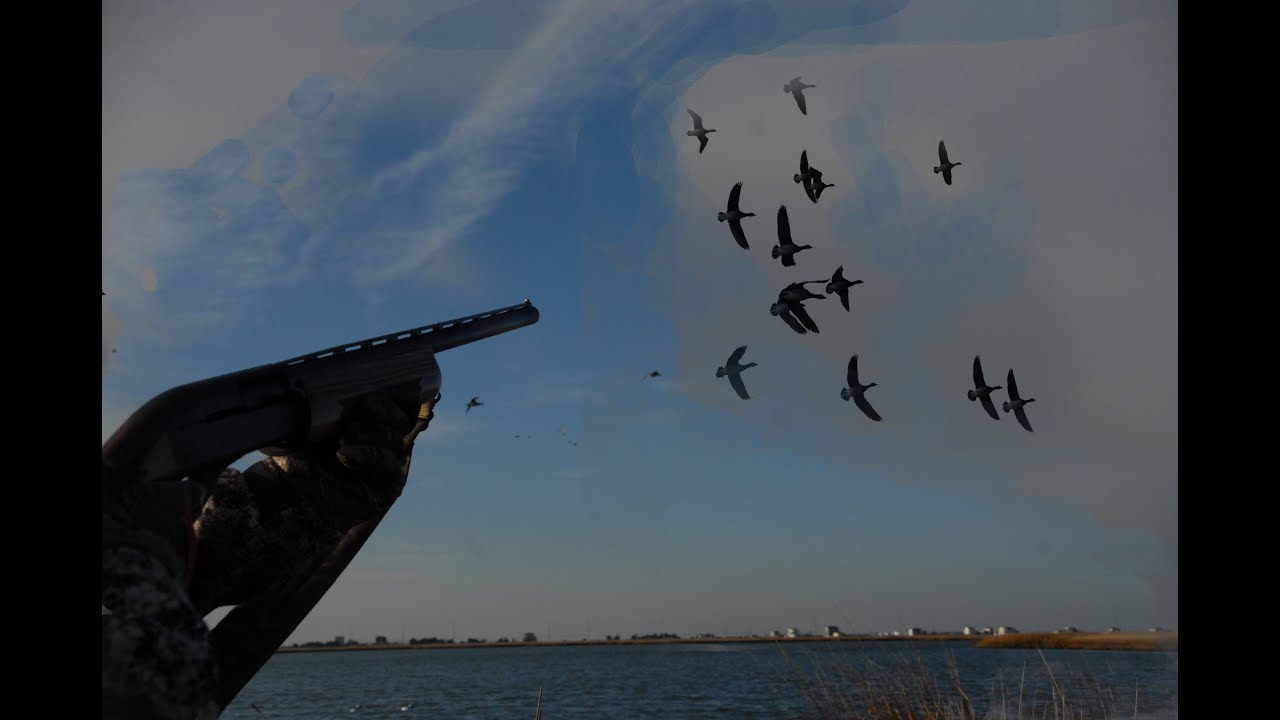 South Jersey Brant Hunting #brant - YouTube