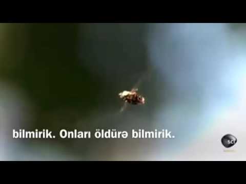 Milçək haqqında qəribə məlumatlar