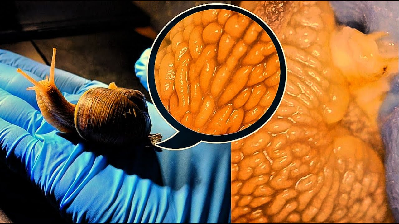 This Snail Looks INSANE Under a Microscope 🐌🔬 - YouTube