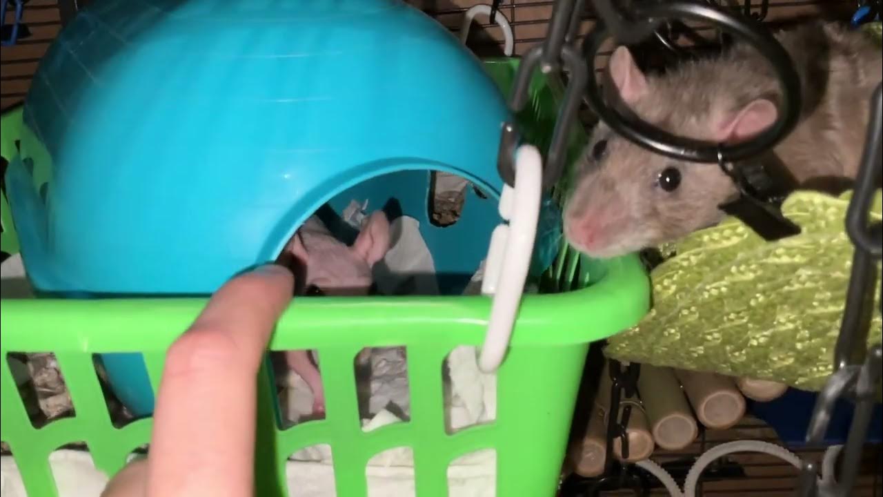 My Pet Rats Newest Cage Setup! - YouTube