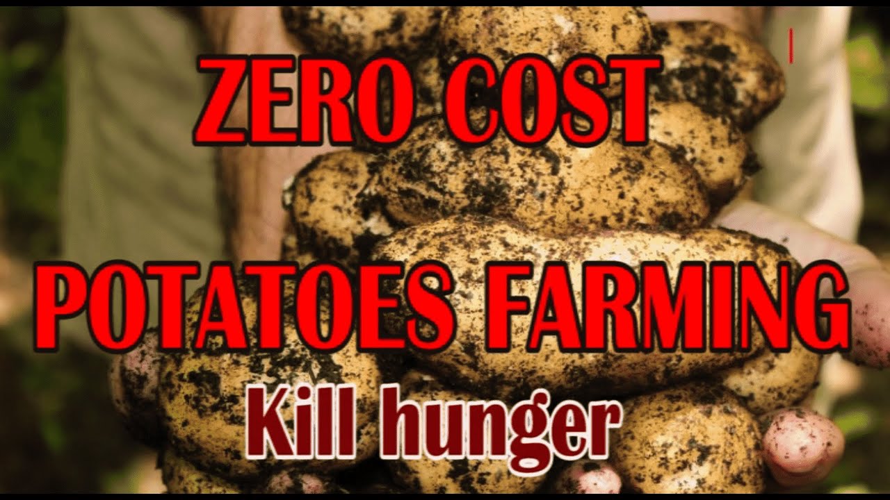 ZERO COST POTATOES FARMIING || Give a try - YouTube