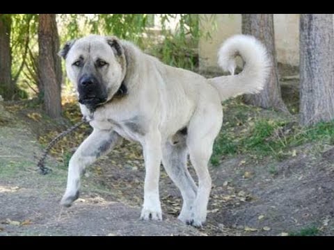 Kangal köpekleri hakkinda bilmediklerimiz
