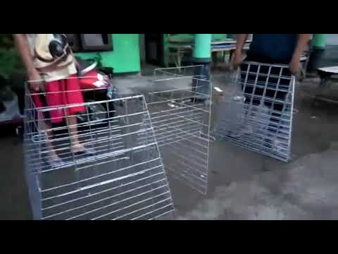 Tenggaran ayam laga model trapesium