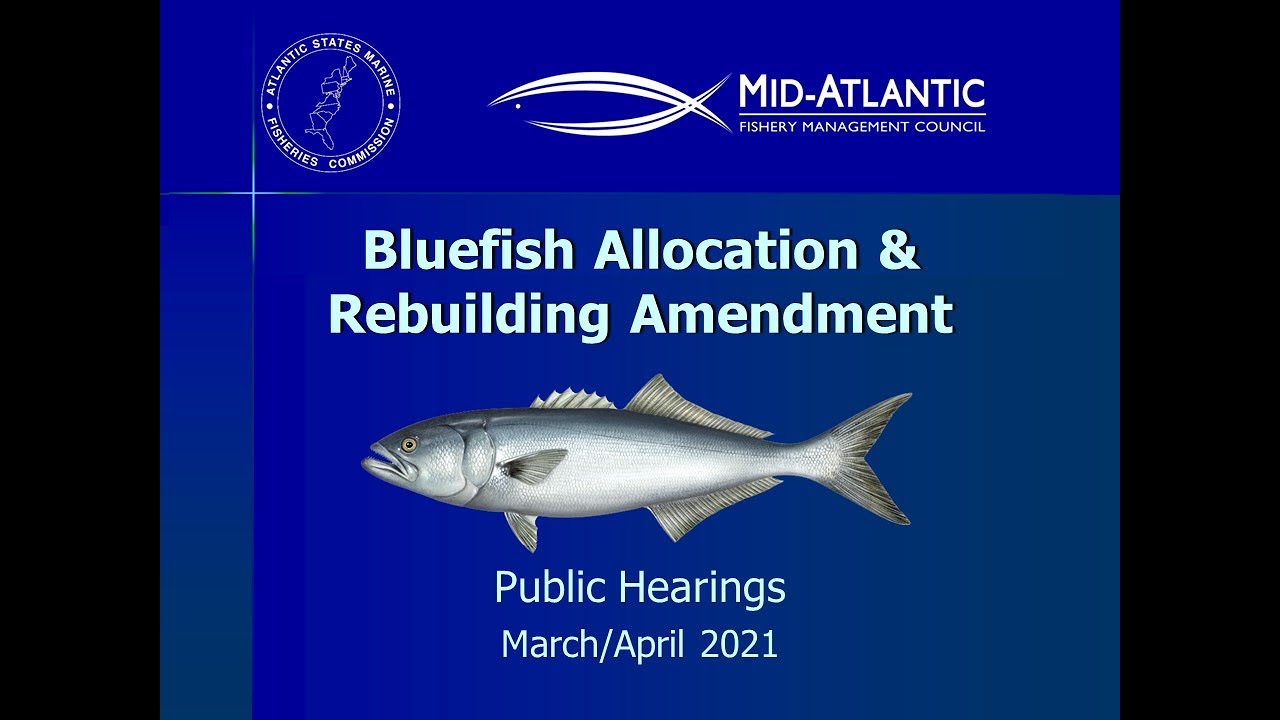 Bluefish Allocation and Rebuilding Amendment - YouTube