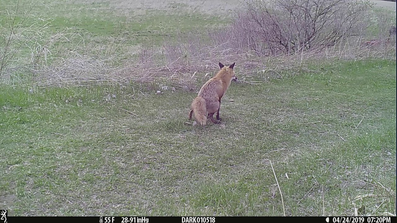 At the Woodchuck Den Entrance - YouTube