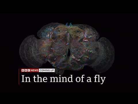 Comparison of male and female fly brains is unlocking the secret workings of the mind (Global)