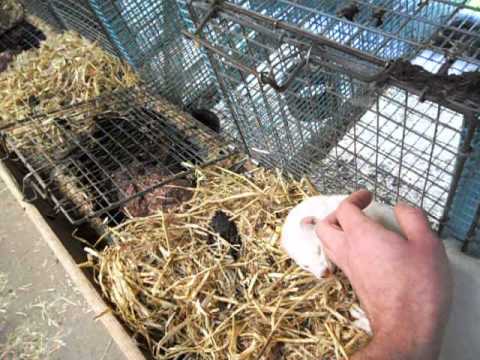 Норковая ферма (Дания). Mink farm (Denmark) - YouTube