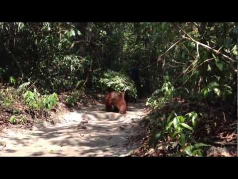 Siswi, the clown under the orang utans