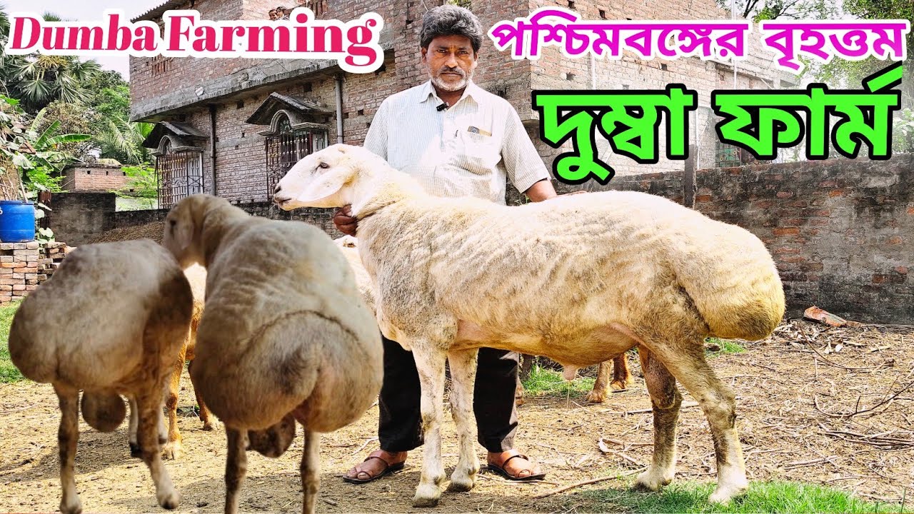 DUMBA | পশ্চিমবঙ্গের বৃহত্তম দুম্বা ফার্ম | Dumba Farming in West ...