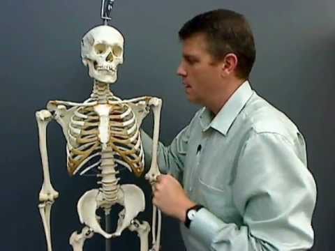Major Axial bones.wmv - YouTube