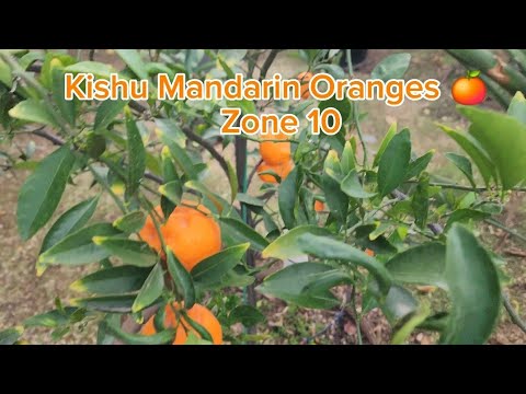 Kishu Mandarin Orange Tree 🍊 - YouTube