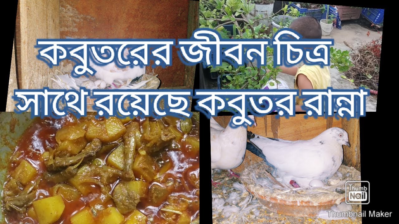 Pigeon life. Easy way to cook pigeons. কবুতরের জীবন আর রয়েছে কবুতর ...
