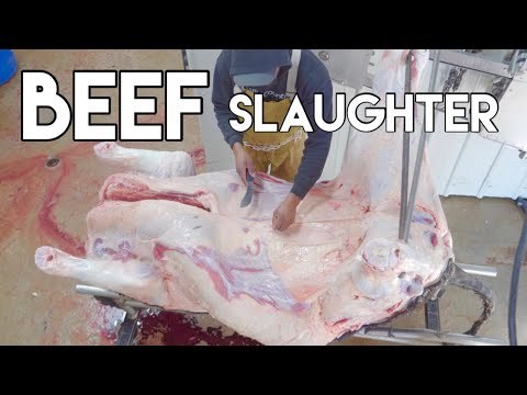 🩸🔪🥩STUDENTS EXPERIENCE BEEF SLAUGHTER! - YouTube