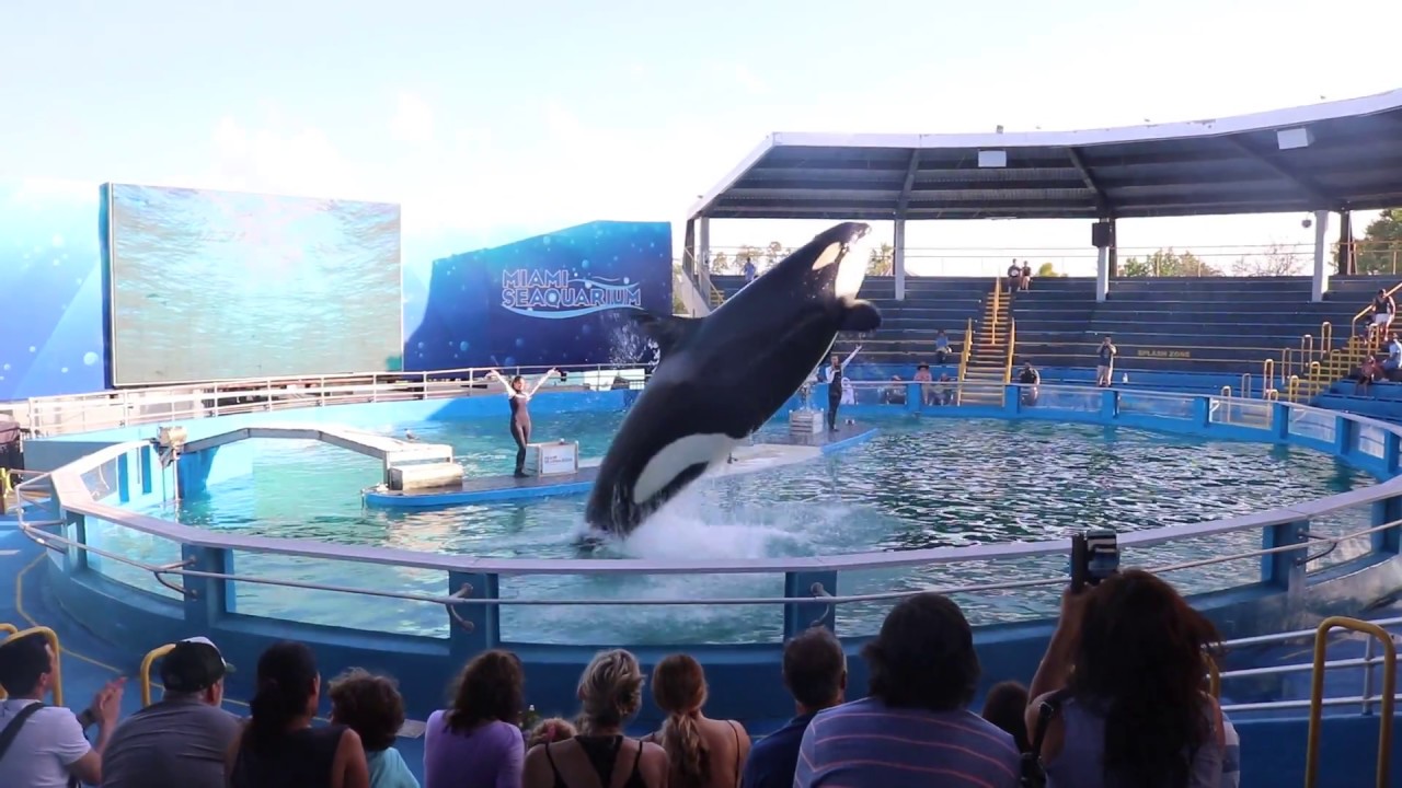 MIAMI KILLER WHALE seaquarium - YouTube