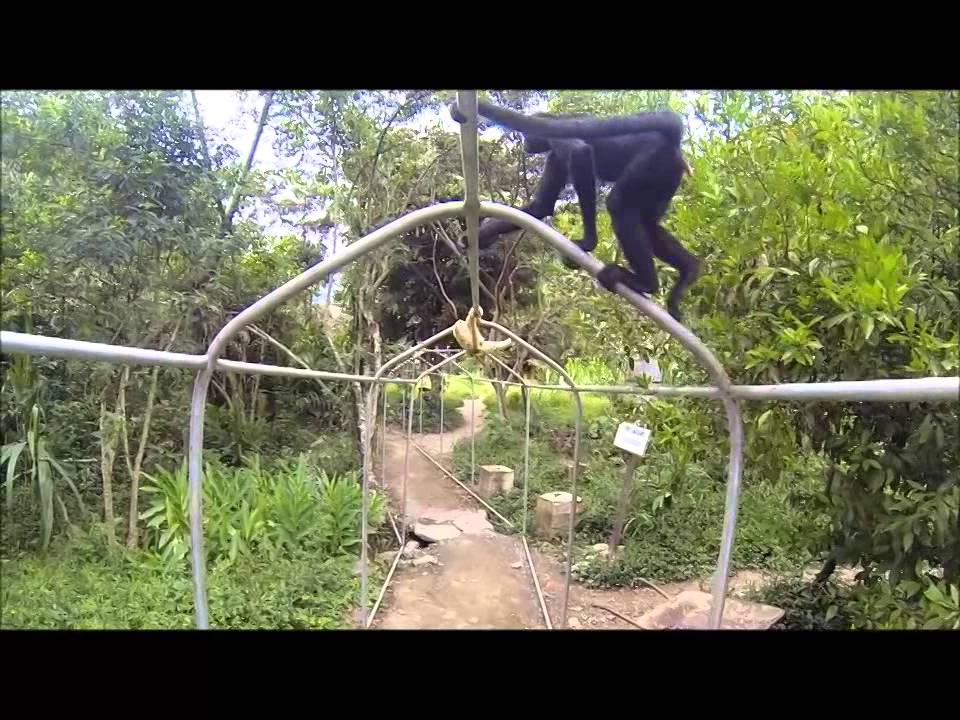 slow motion spider monkey - YouTube