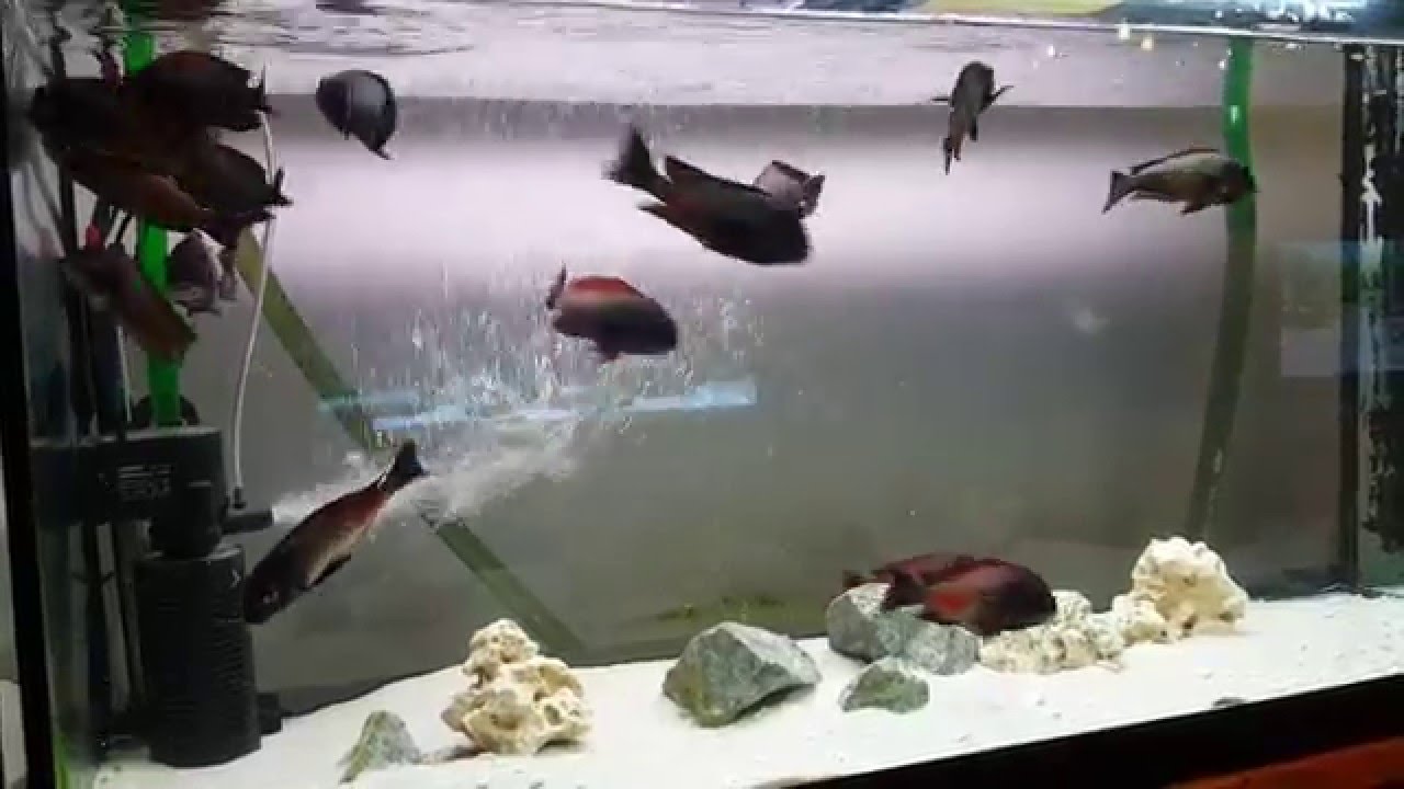 WC Moorii Moliro Firecracker - Tropheus Land - YouTube