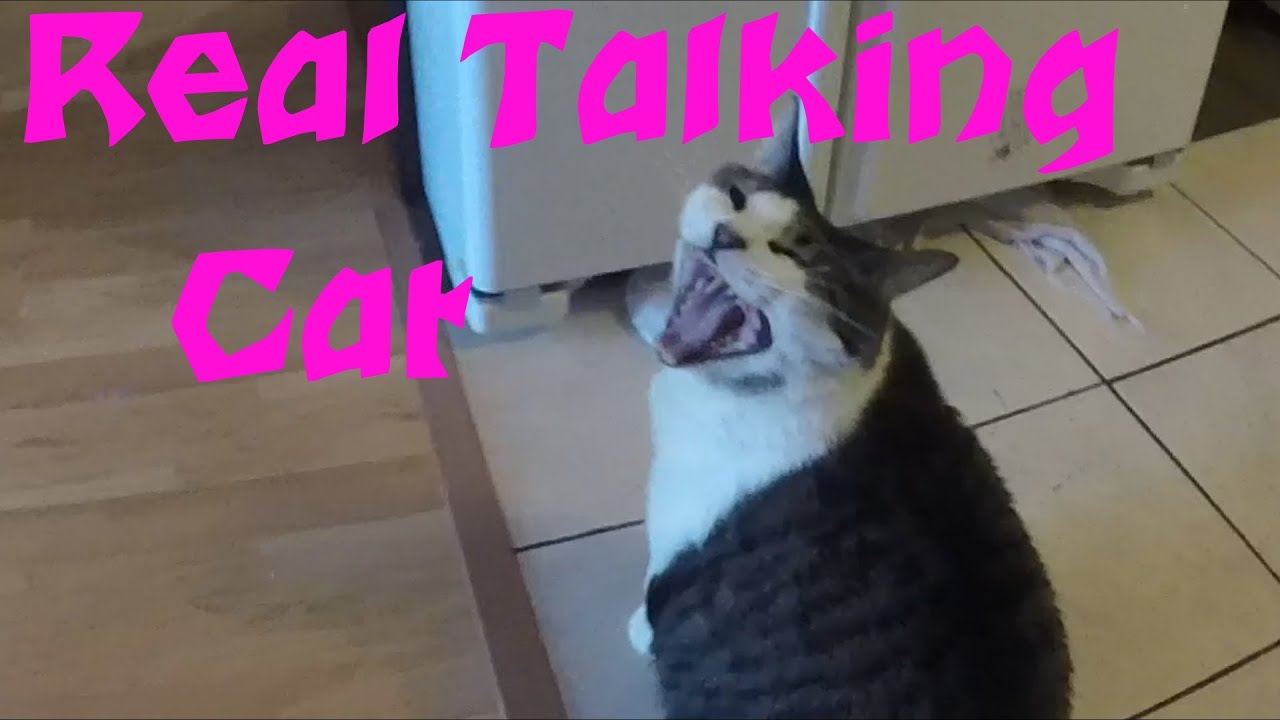 Real talking cat - YouTube