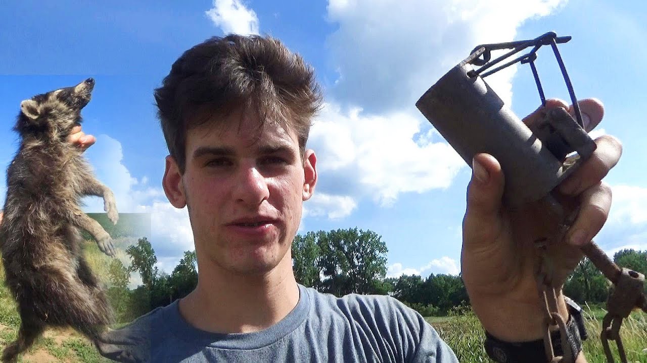 How to Trap Raccoons | easy and effective - YouTube