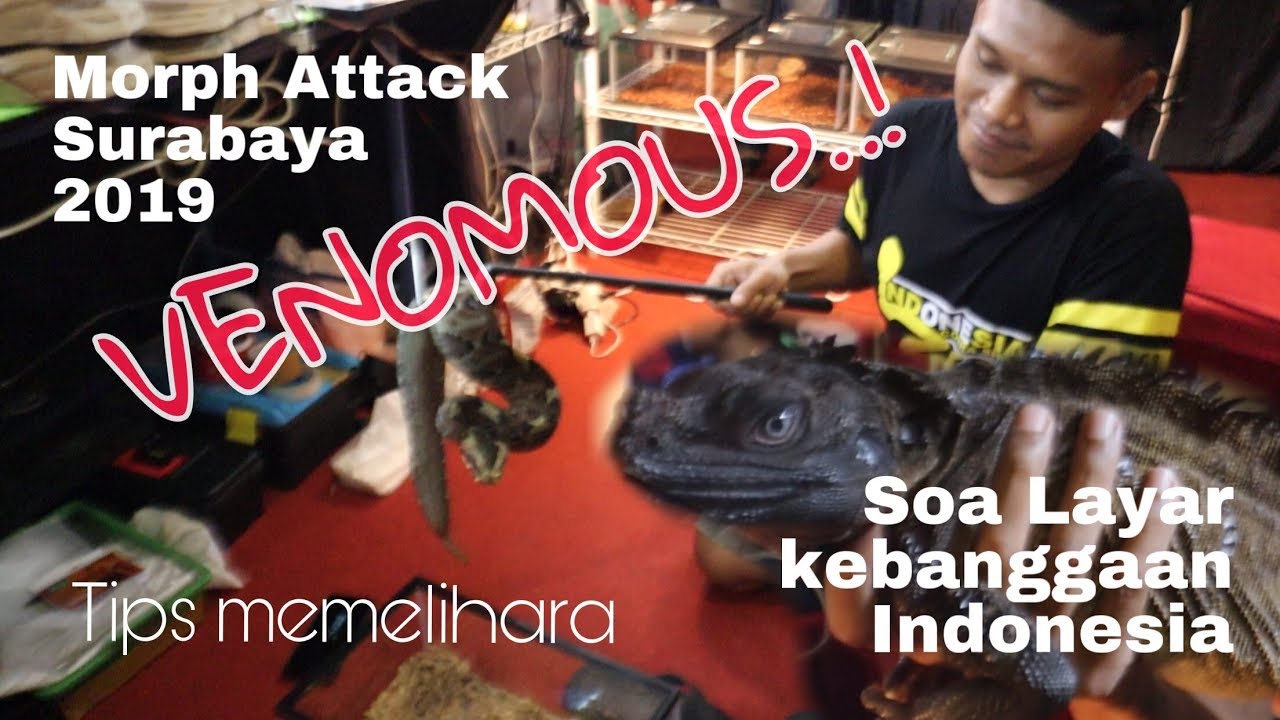 Gaboon dan Rhino Viper. Ketemu Monster Cantik dan Mematikan Di Expo ...