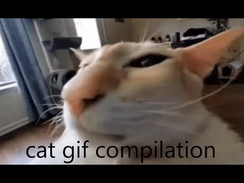 cat 3