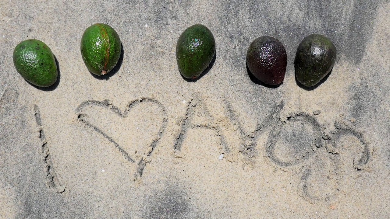 Summer of Avo Love - YouTube