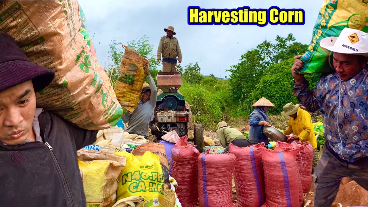Sơn helped Tony's uncle harvest corn - How much money did they make ...