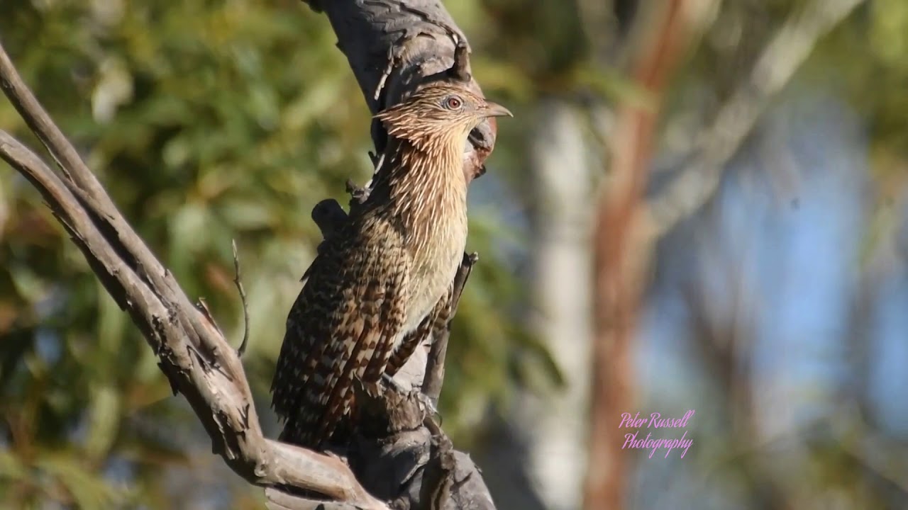 Pheasant Coucal non breeding plumage - YouTube