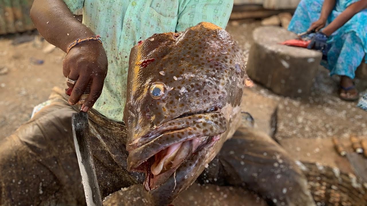 GROUPER FISH HEAD CUTTING | FISH CUTTING SKILLS | FISH CUTTING VIDEOS ...