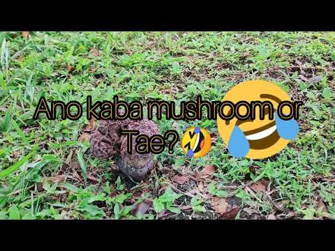 Mushroom kaba or Tae?/Pinay Malaysia - YouTube