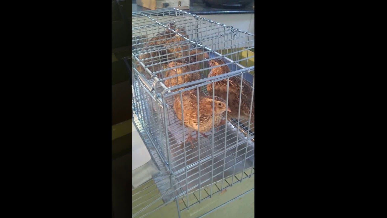 Gaiolas Pequena para Codornas Poedeiras - YouTube
