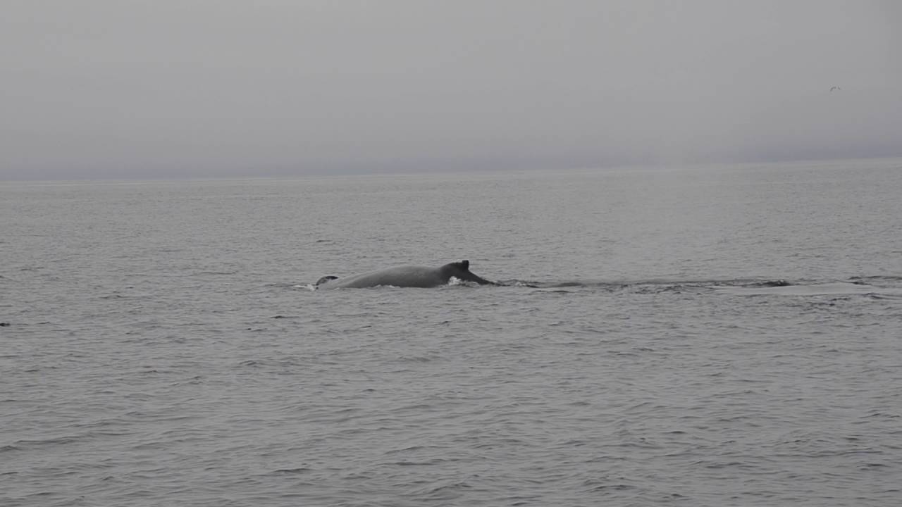 Whale Watching - YouTube