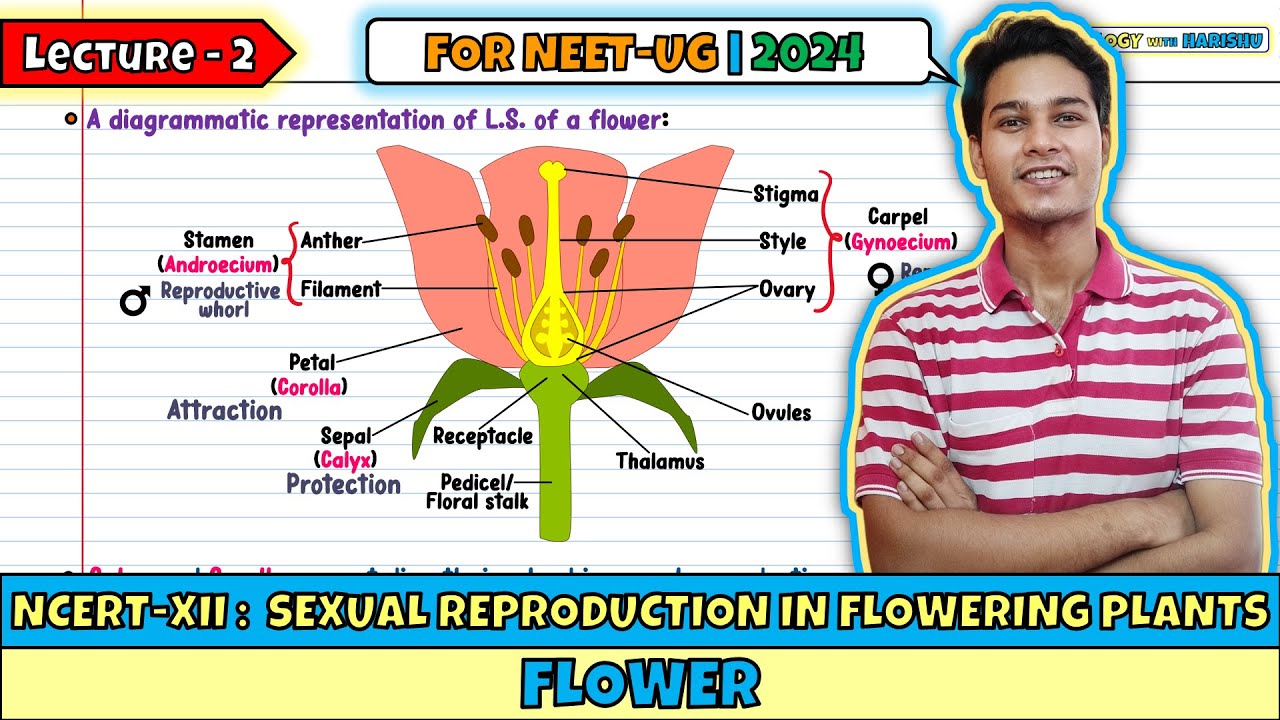 Lec 2- Flower| Sexual Reproduction in Flowering Plants| Class 12 - YouTube