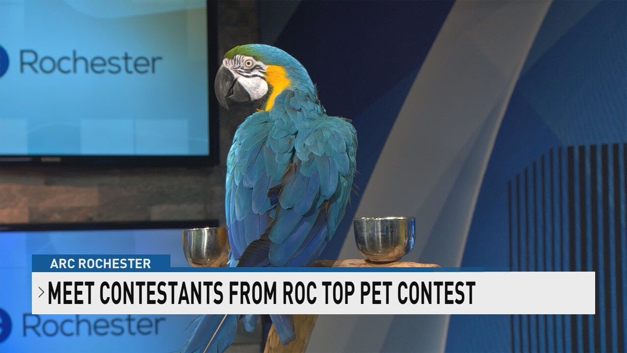 ARC Rochester 2-11-25 - YouTube