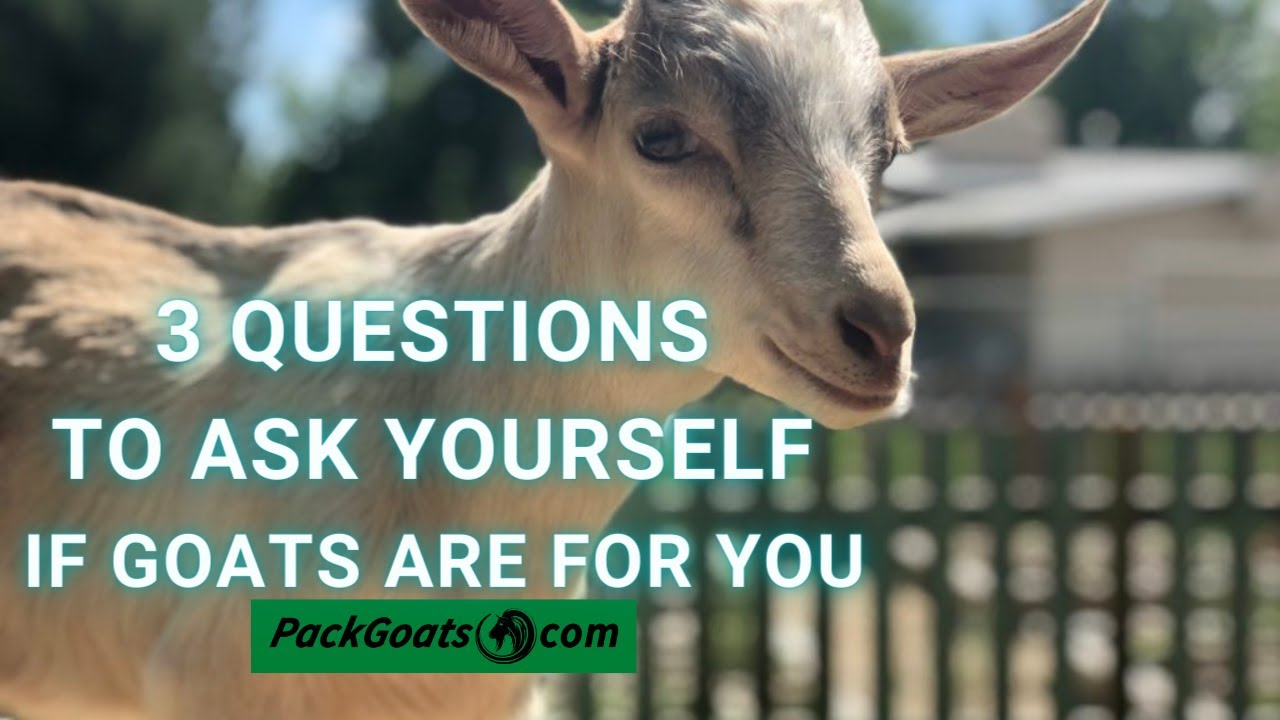 3 Things To Ask Yourself If Goats Are For You - YouTube