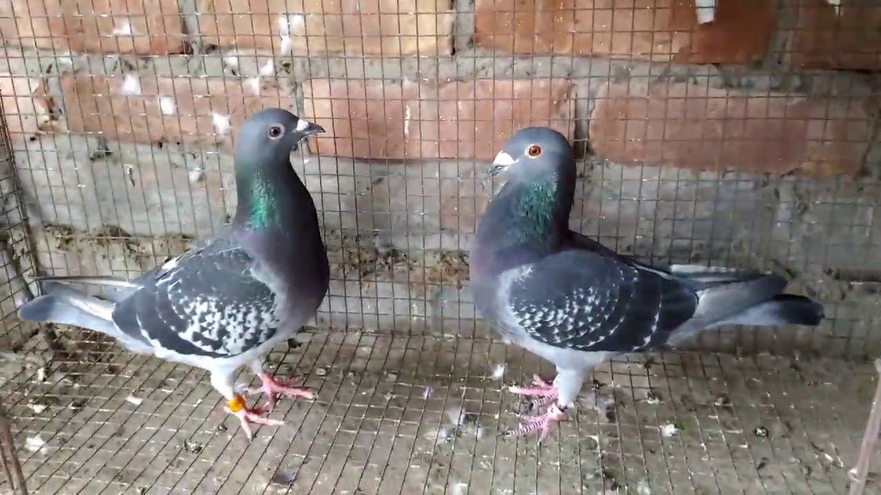 Bunty's Pigeons (Kolkata) -Racer Homer - Contact -8981475641 - Year ...