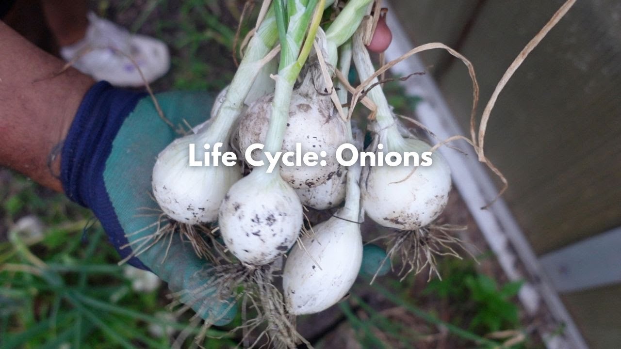 Life Cycle: Onions | EBLLC, Inc. - YouTube