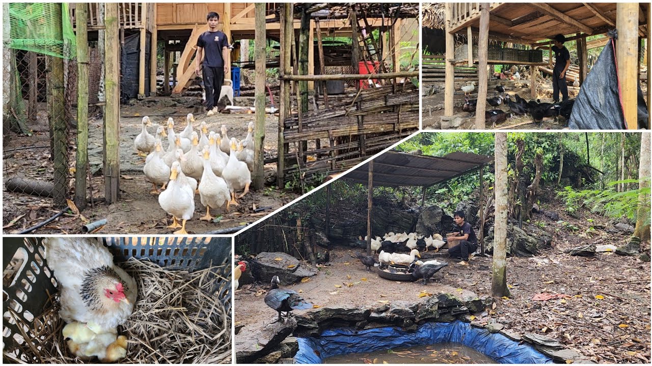 A day of work on the farm. Make a nest for chickens to lay eggs. and ...